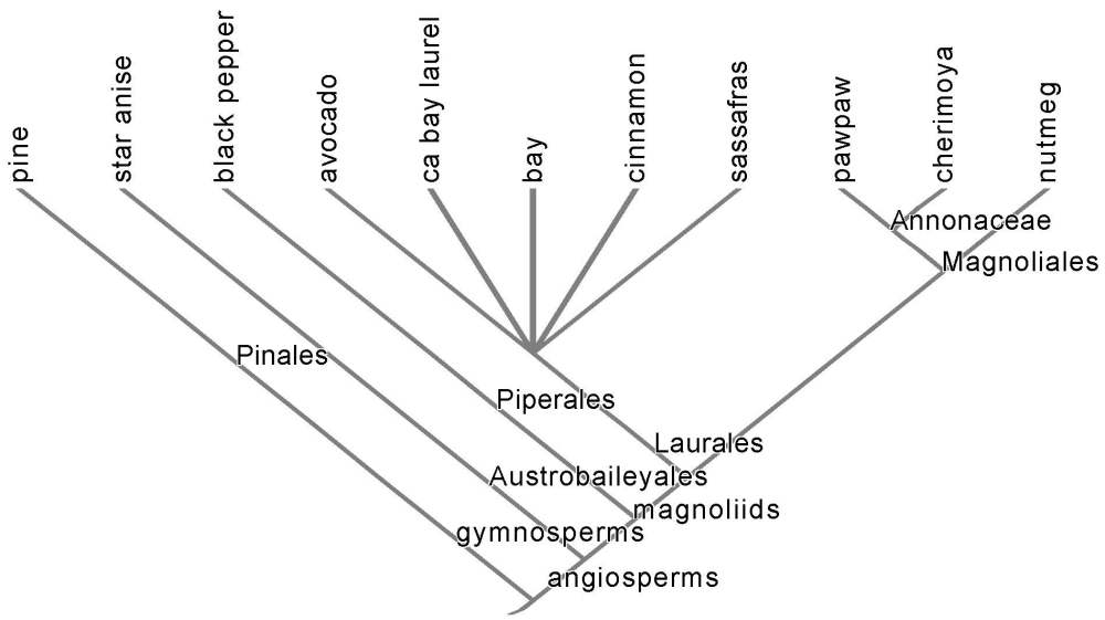 Phylogenetic tree view | The Botanist in the Kitchen
