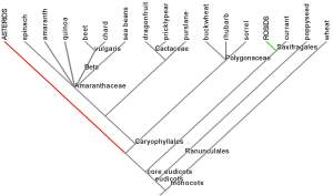 Phylogenetic tree view | The Botanist in the Kitchen