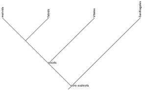 Phylogenetic tree view | The Botanist in the Kitchen