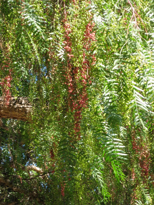 Varieties of the pepper experience | The Botanist in the Kitchen