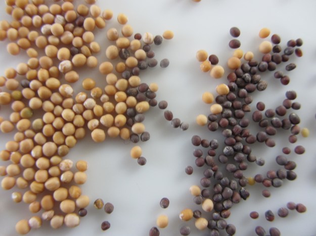 Thanksgiving turnips and the diversity of the genus Brassica | The ...