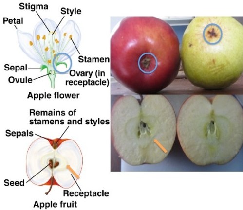 Pomegranates and the art of herbivore attraction | The Botanist in the ...