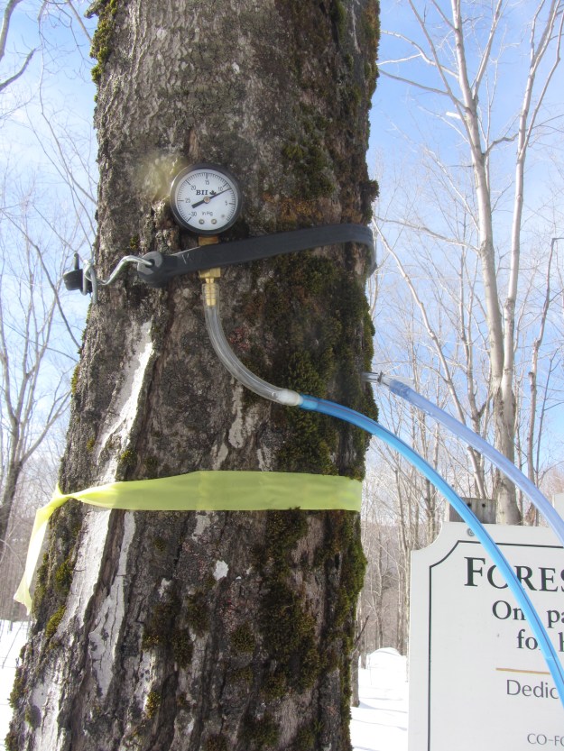Maple syrup mechanics: xylem, sap flow, and sugar content | The ...