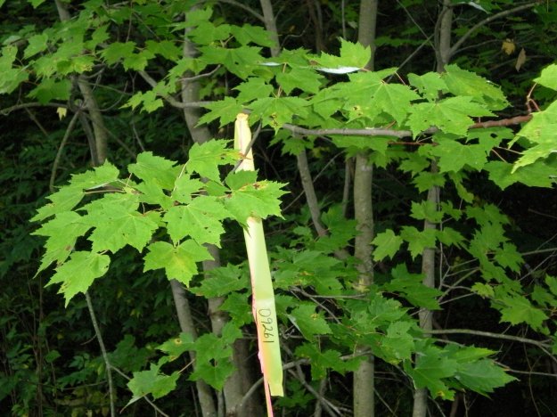 Maple syrup mechanics: xylem, sap flow, and sugar content | The ...
