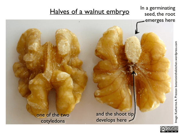 Walnut nostalgia | The Botanist in the Kitchen