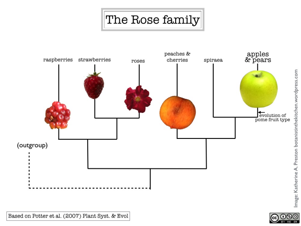 Apples: the ultimate everyday accessory | The Botanist in the Kitchen