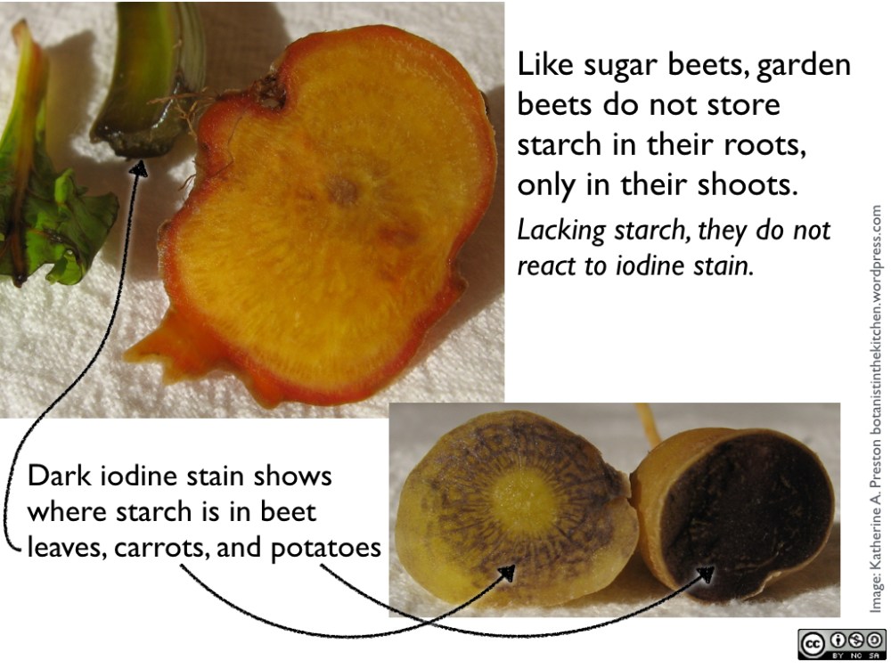 Sugar | The Botanist in the Kitchen