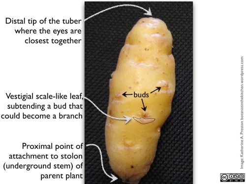 Botany Lab of the Month (Oscars edition): potatoes | The Botanist in ...