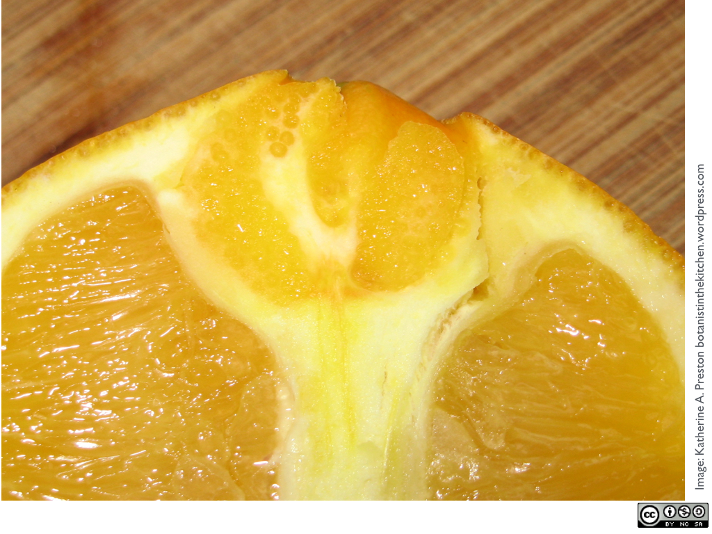 Buddha’s hand citrons and a wish for peace on earth in 2017 | The ...