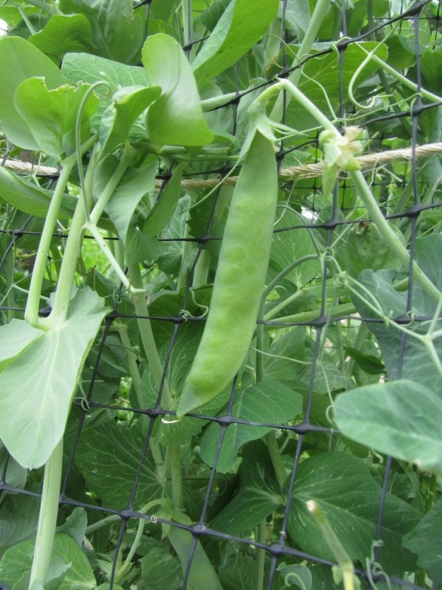 Closing out the International Year of Pulses with Wishes for Whirled ...