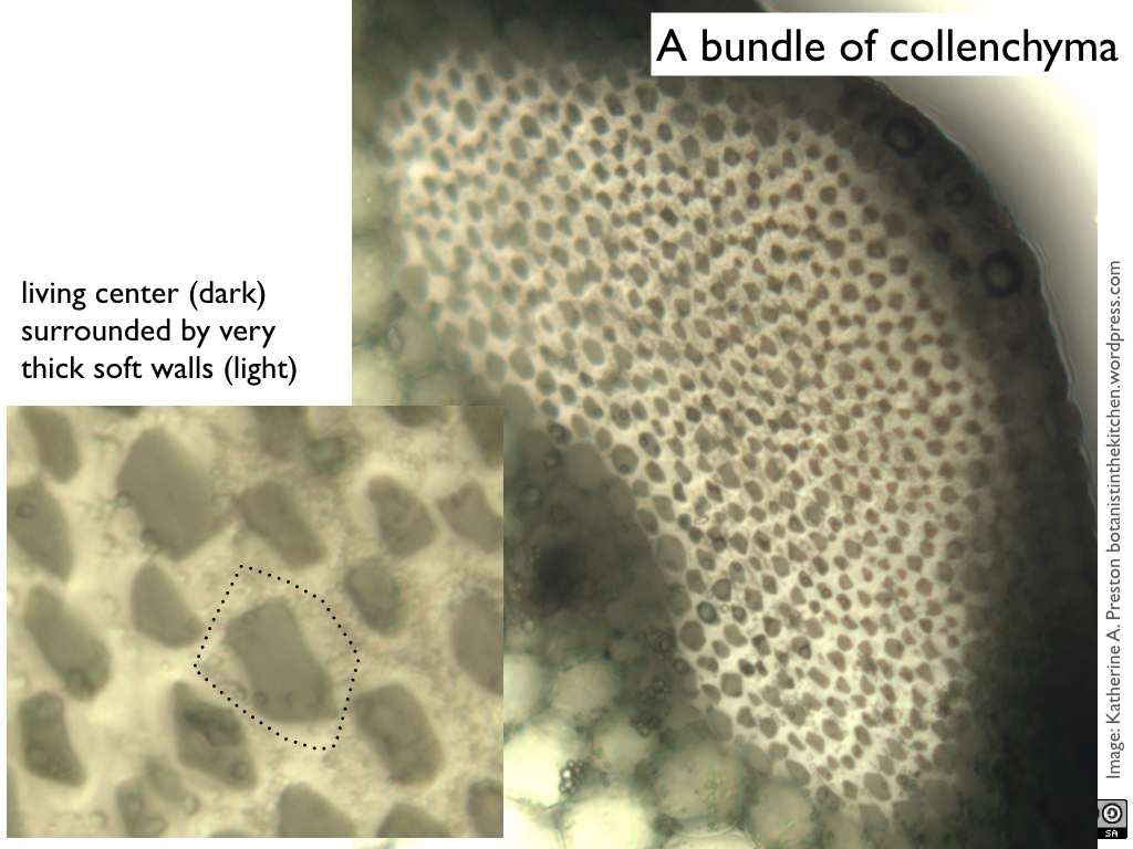 #Celery | The Botanist in the Kitchen