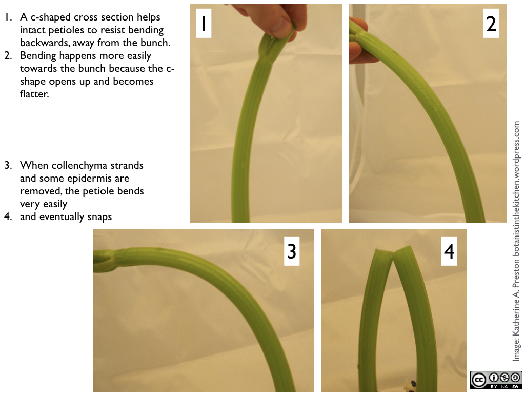 #Celery | The Botanist in the Kitchen
