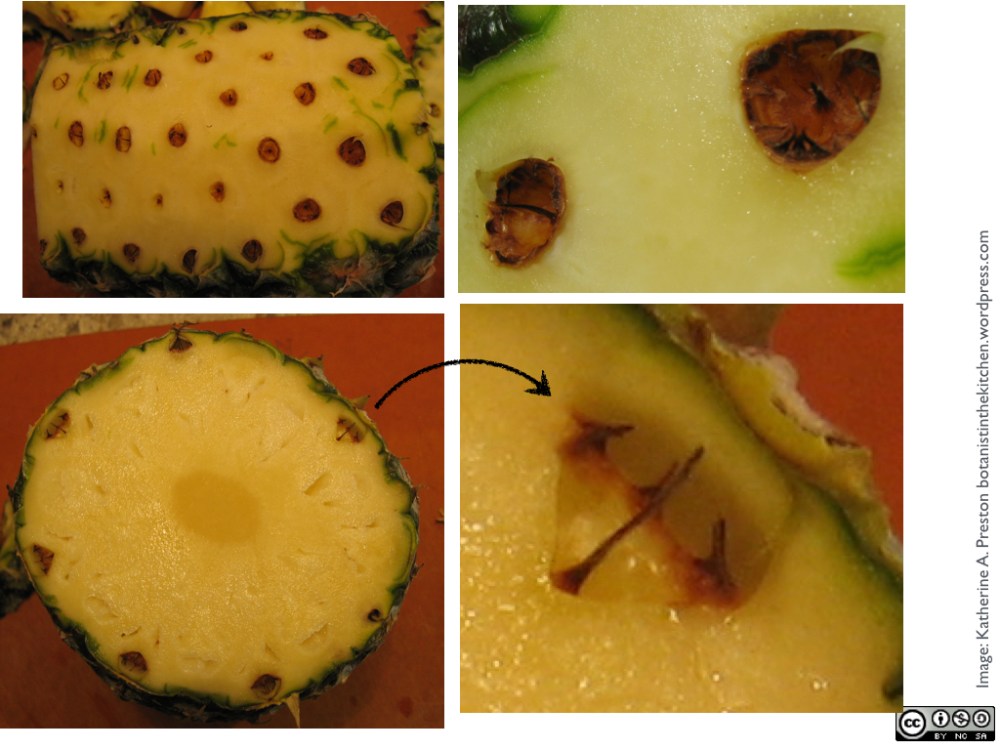 A holiday pineapple for the table | The Botanist in the Kitchen