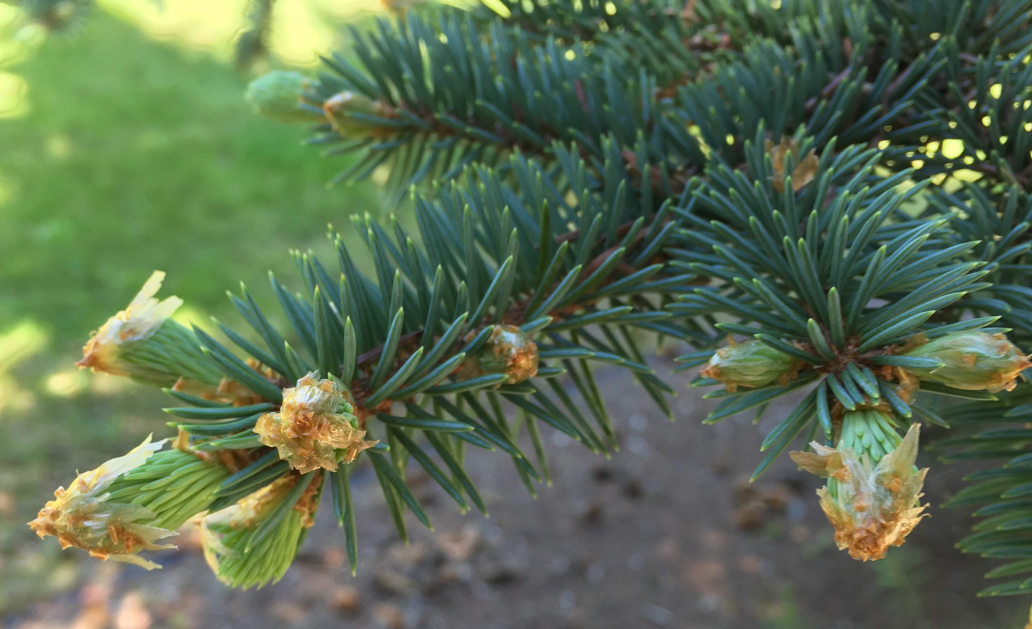 Spruce tips | The Botanist in the Kitchen