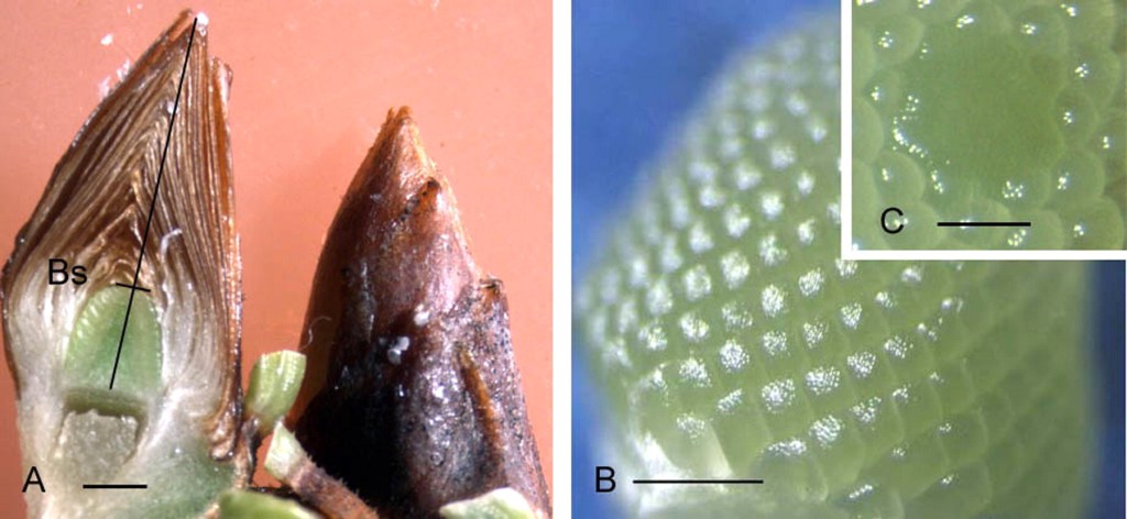 Spruce tips | The Botanist in the Kitchen