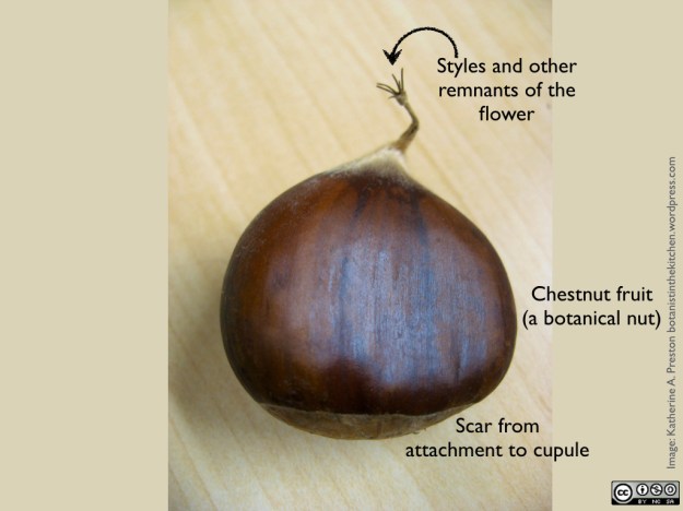 The Chestnut Song | The Botanist in the Kitchen