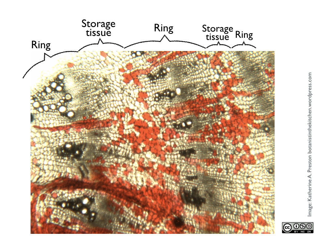 The Beet Goes On | The Botanist in the Kitchen