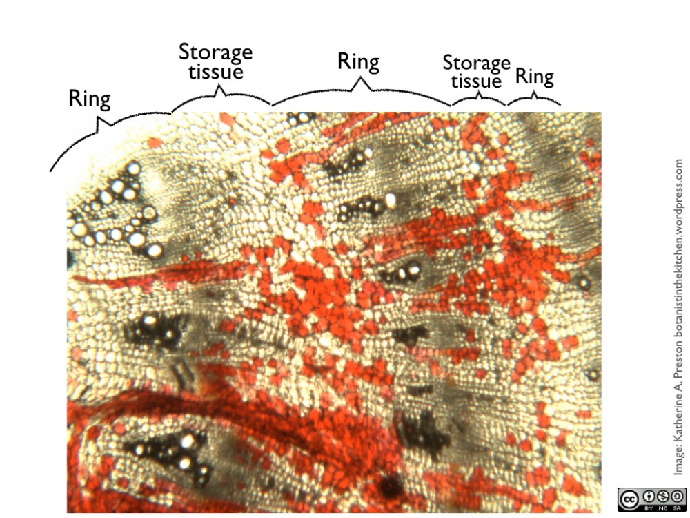 The Beet Goes On | The Botanist in the Kitchen