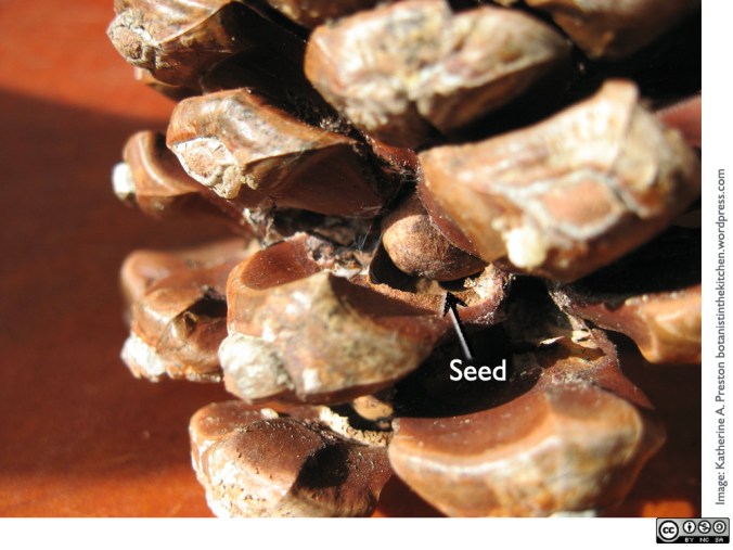 The Botanist in the Kitchen | where botany meets the cutting board